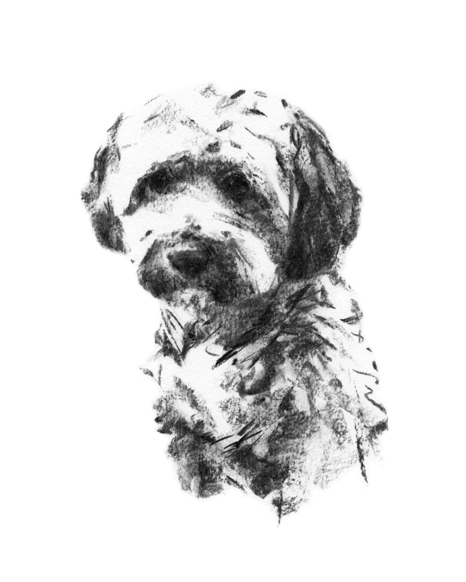 Cockapoo sketch - charcoal cockapoo drawing - fine art print ...
