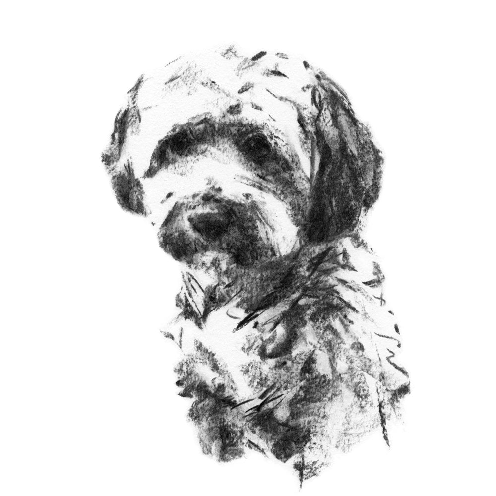 Cockapoo charcoal dog sketch ORIGINAL drawing – PaintMyDog | Dog Art ...
