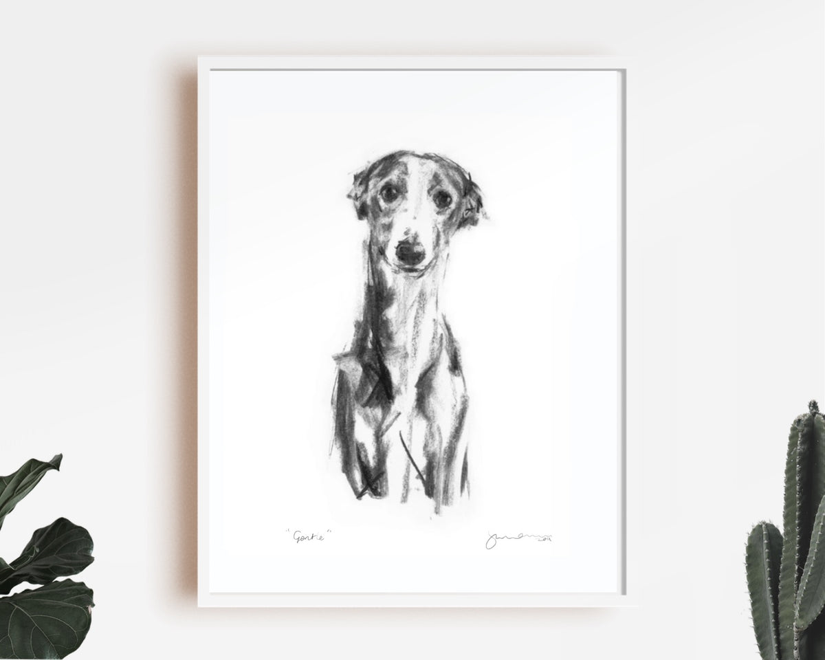 "Gentle" Whippet Sketch Print - Drawing of a whippet – PaintMyDog | Dog ...