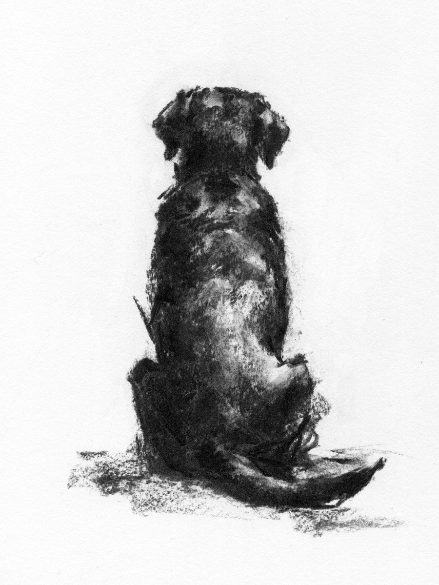 "Sit" Sitting Labrador charcoal on paper - Original Dog Drawing ...