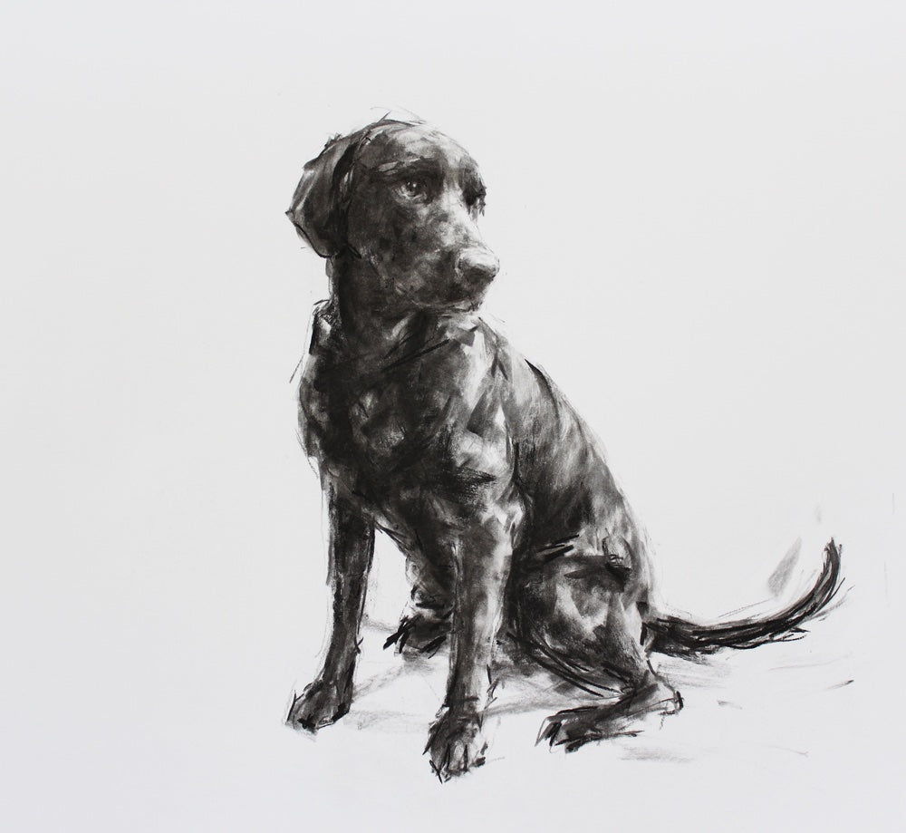 SOLD Large Labrador sketch, Charcoal on paper - Original Dog Drawing ...