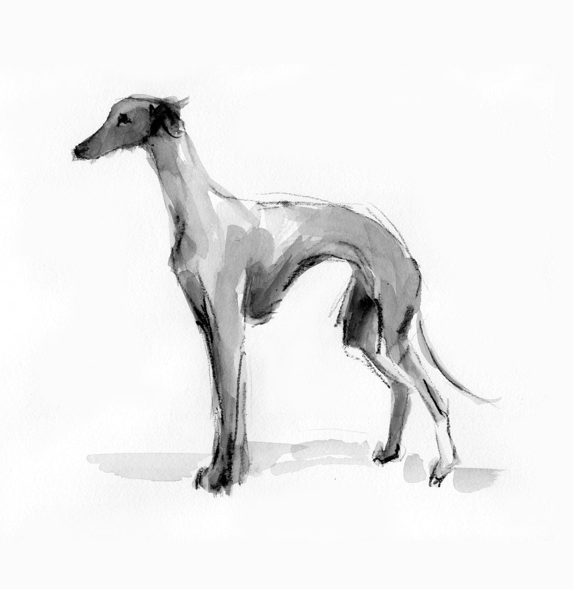 Lurcher greyhound ink and wash drawing - ORIGINAL dog drawing ...